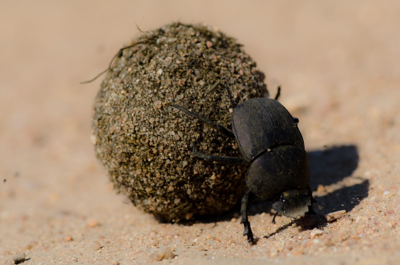 The strongest insect in the world… - ARC EARTH